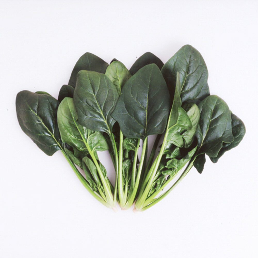 極濃緑・播種適期が長い　秋〜春用