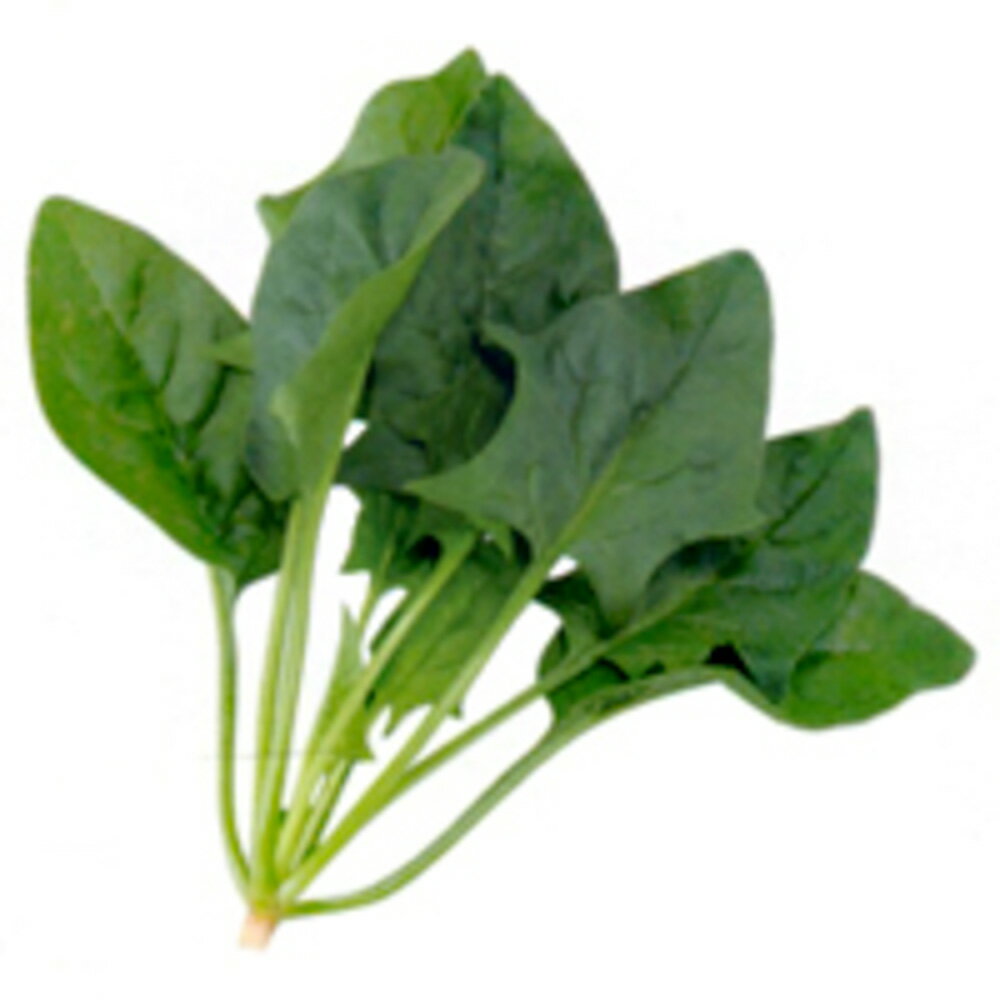 収量性抜群　晩夏専用品種