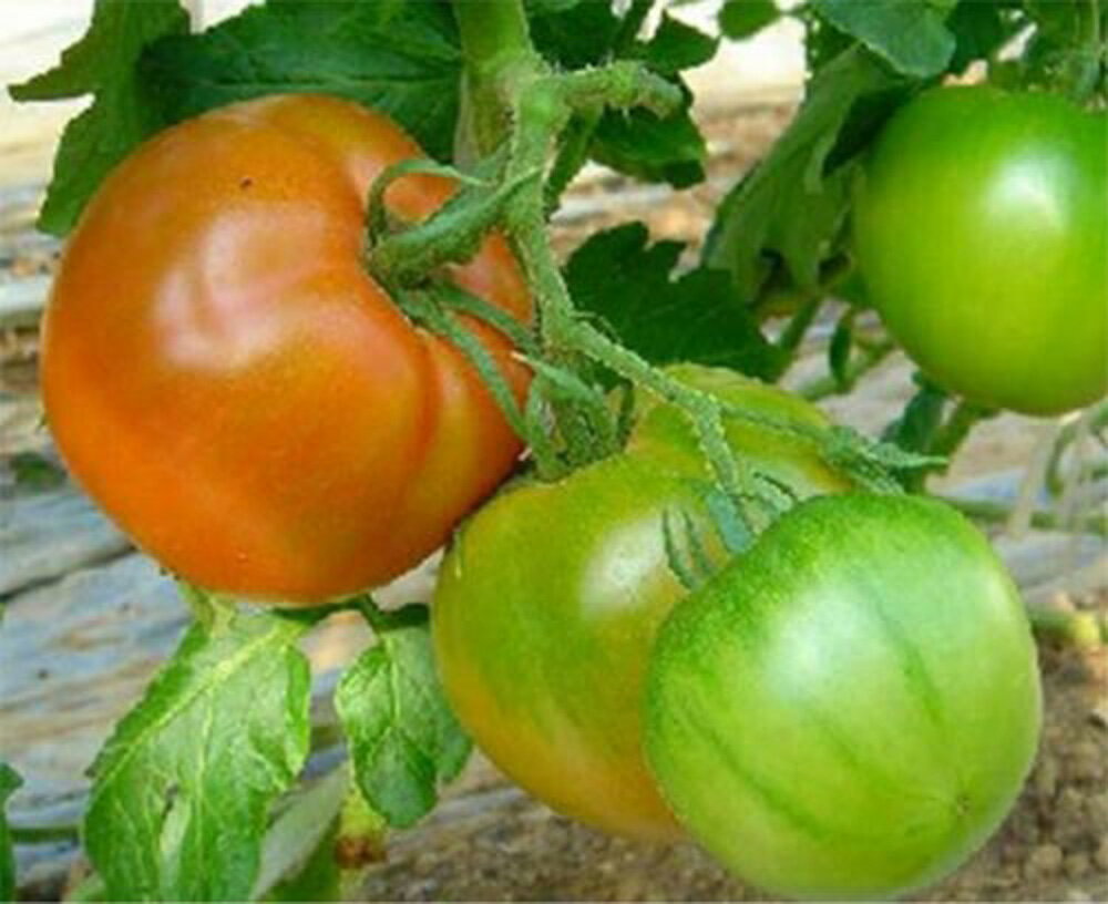 冬栽培では、年内収穫果実の玉太りが良い。