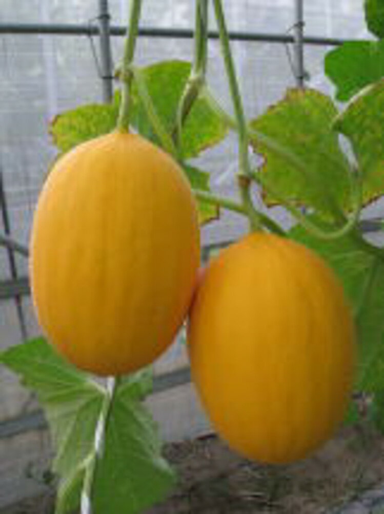 果皮は、濃黄色で光沢があり、少々しわがあるメロン