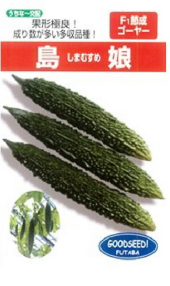 節々に果が成る多収量ゴーヤー。
