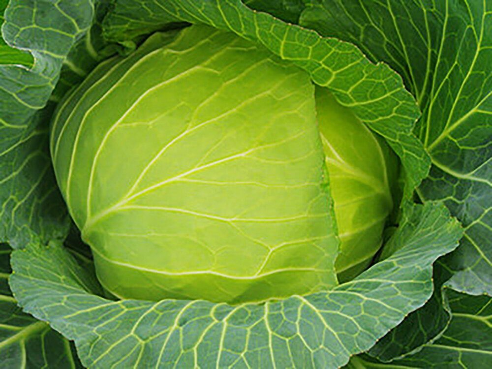 1号より早生、平玉の同系種