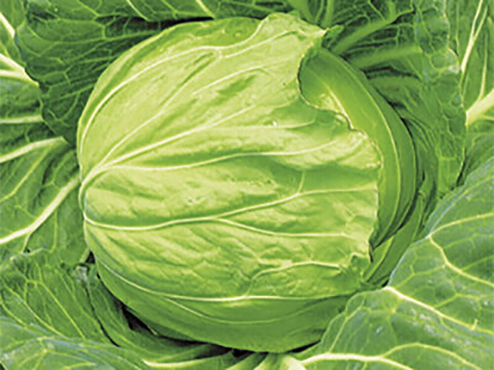 不抽苔性が安定した初夏どり