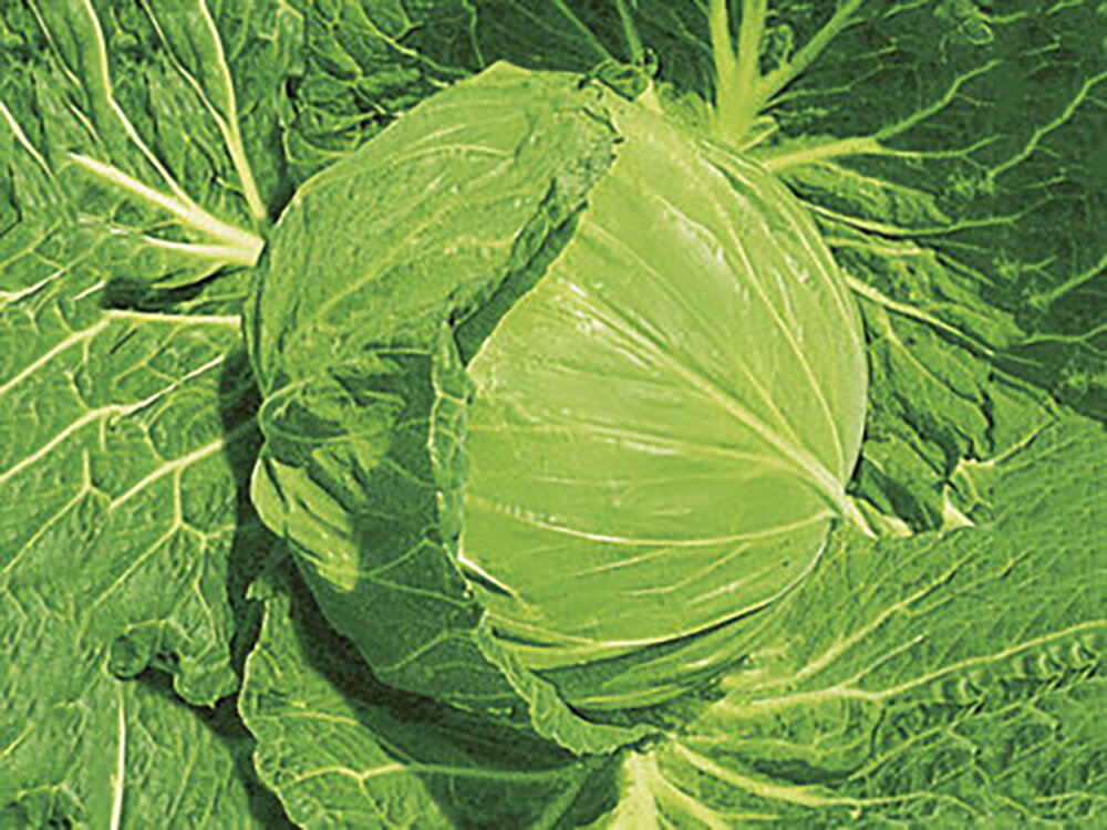 栽培容易な丸玉系早生種