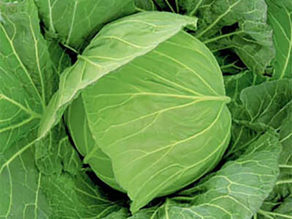 濃緑色.耐寒性が強い春系