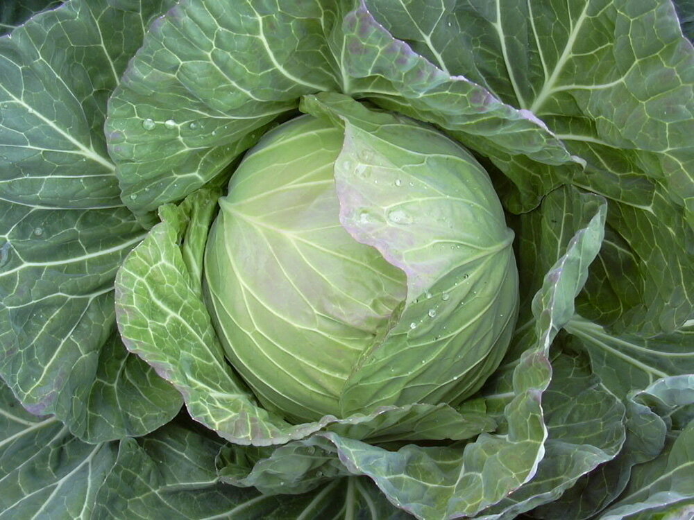 一般的なサワー型キャベツの特長として葉肉は厚く柔らかめで、生食に向く日本のオリジナルの品種になります。