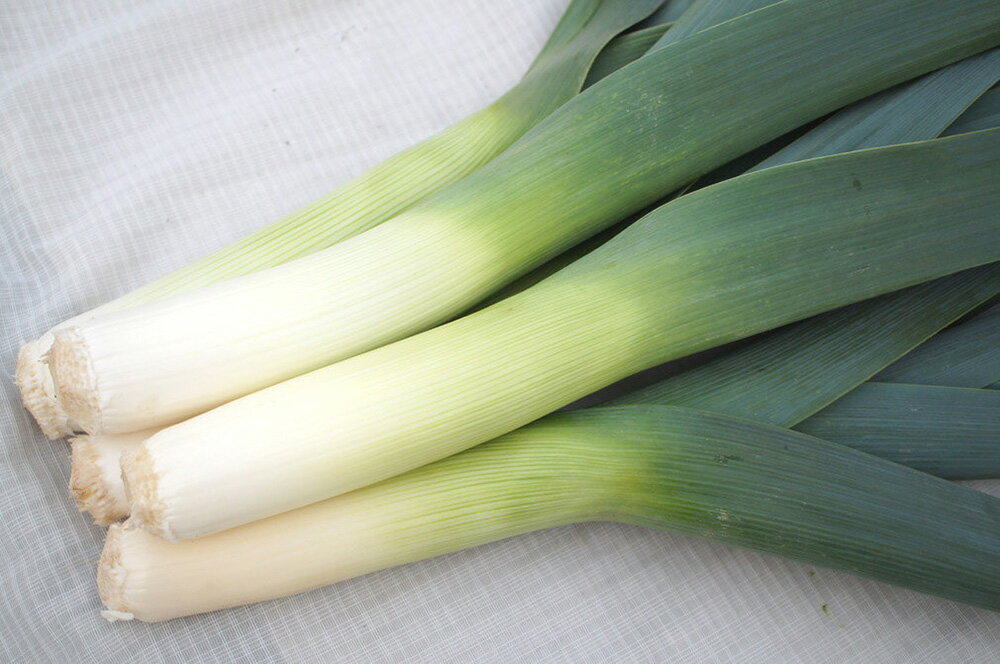 西洋料理の高級食材！煮込み料理でとろける美味しさ！