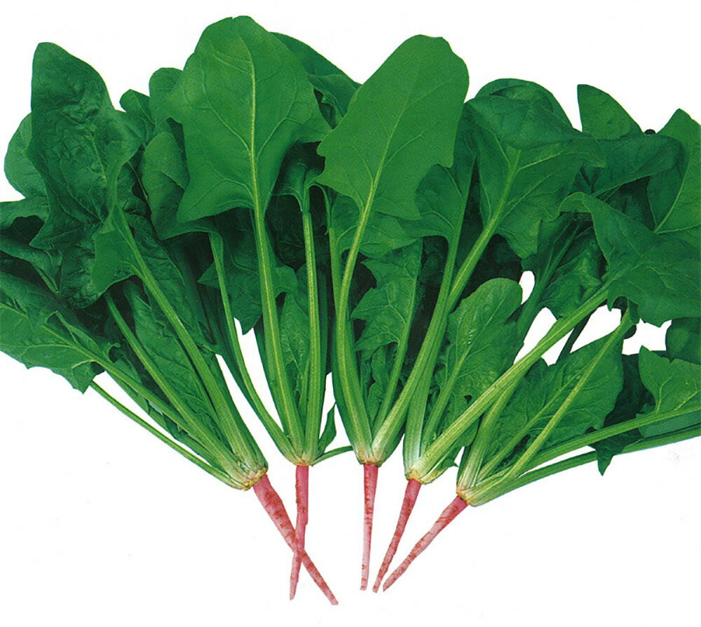 生育旺盛な多収種です。