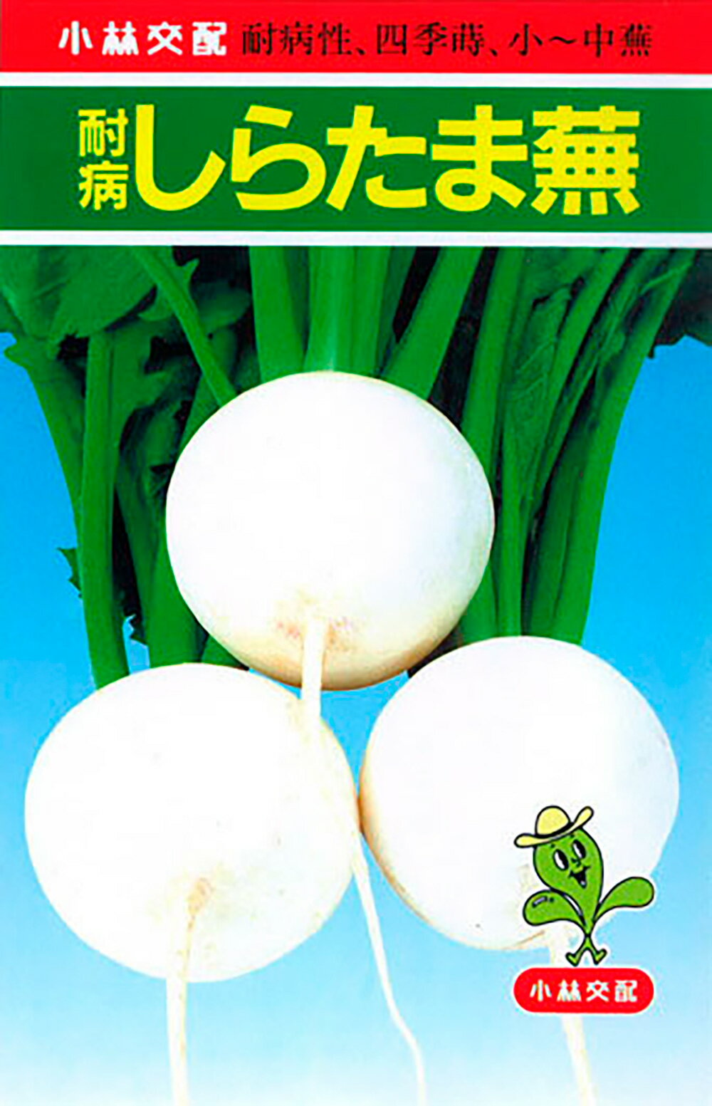 低温期でも、葉伸び、根部の肥大が良好です。