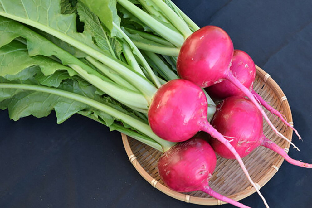 根部の肌は、全面美しい鮮紅色です。形は豊扁円球になります。こちらは野菜のタネです 低発芽の為、10％増量にて対応 ご注文の際は御注意くださいませ。
