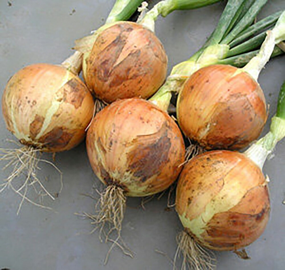 収量性・市場性が良い中晩生種