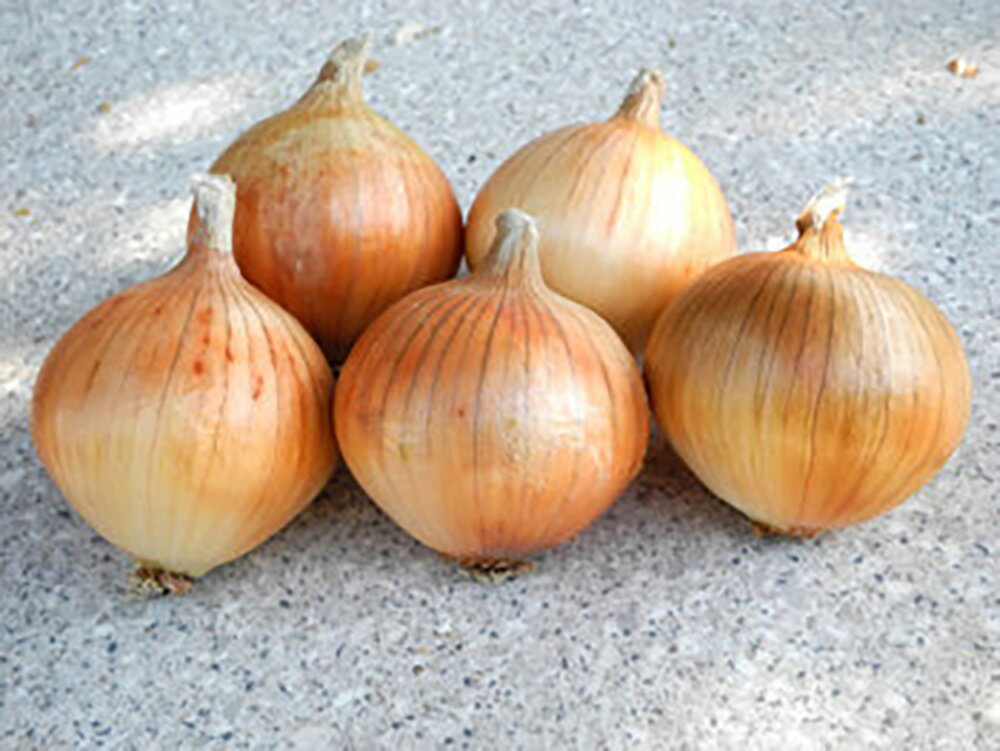 玉揃いと収量性に優れた早生品種！