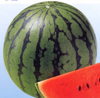 ●太縞正球形の早生系こだま。果肉の締まりよく作りやすい。