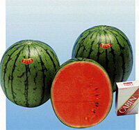 割れない「赤こだま」の改良種、高品質、高収益品種。