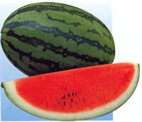 楕円形こだまスイカ、極早生で着果も安定。