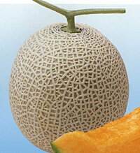 高級感のある白玉赤肉の春系アールスメロン。外観も内容も秀逸。