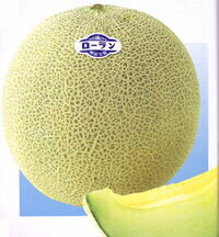 低温肥大性No.1。ハウス促成栽培で実力発揮。他品種に差をつける生産性抜群の露地ネットメロン。