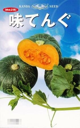 早生の中玉カボチャ、甘くて美味しく揃いも良い