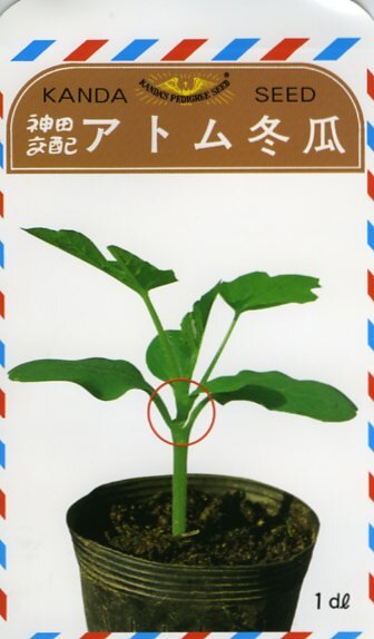 スイカ専用台木、草勢おとなしい、スイカの味を損なわない