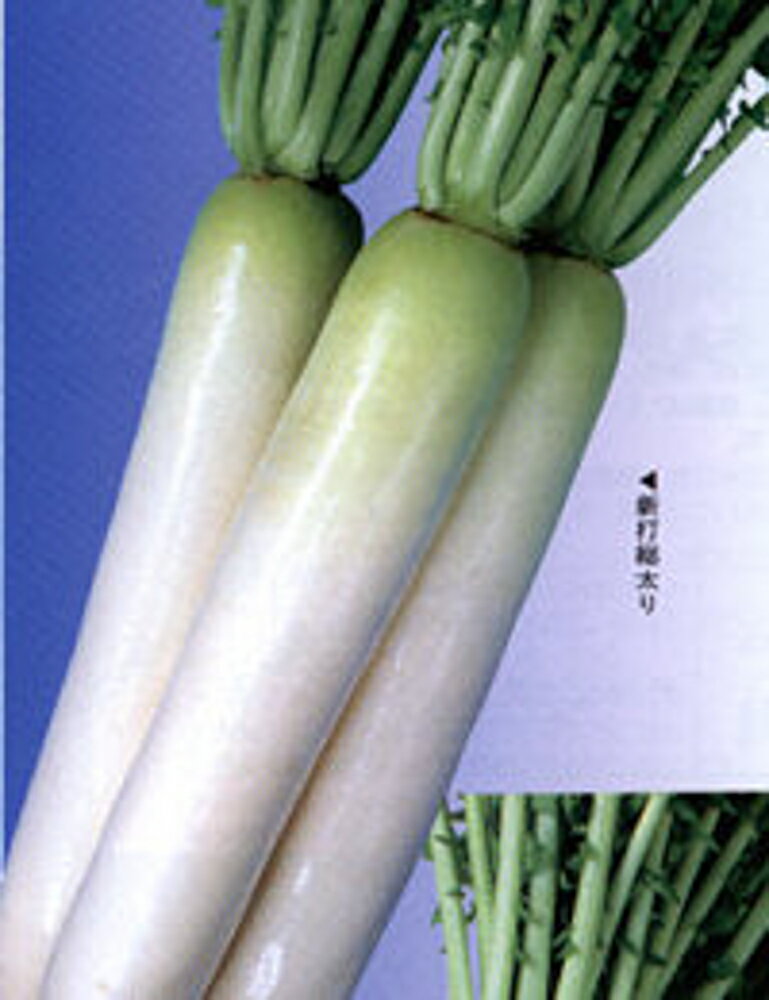 作りやすくて、高品質、収量抜群三拍子揃った青首大根！！