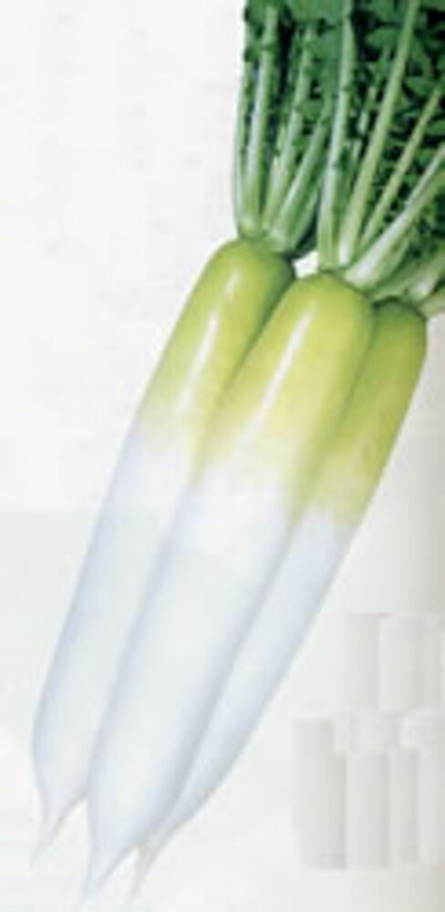 低温伸長性に優れ萎黄病に強い、晩抽性の高品質青首大根！