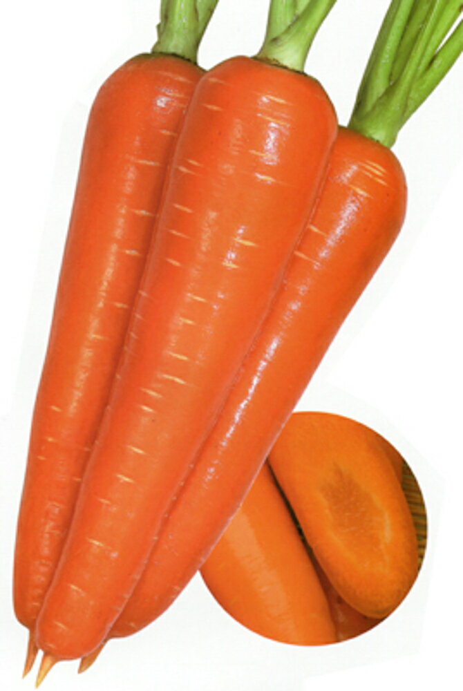 根色が良く、早生性、作業性に優れた秋冬どり品種