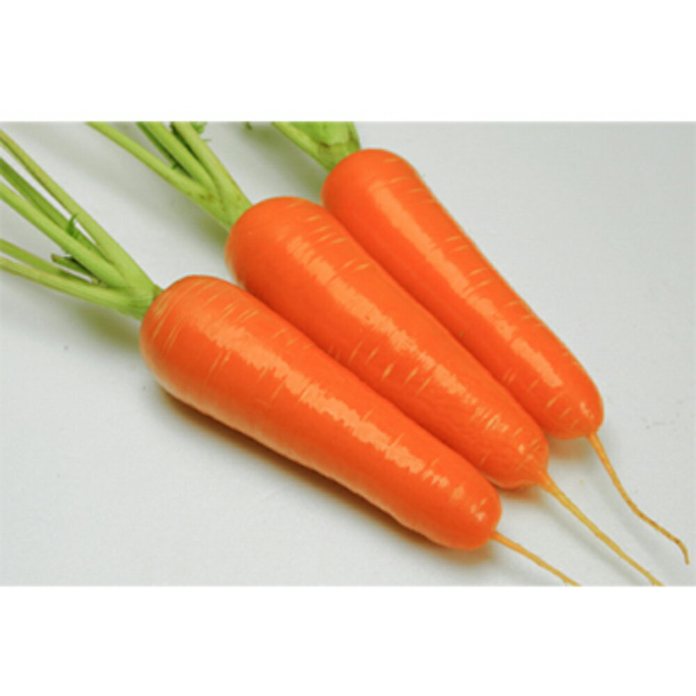 肥大力抜群！根色の良い早生品種