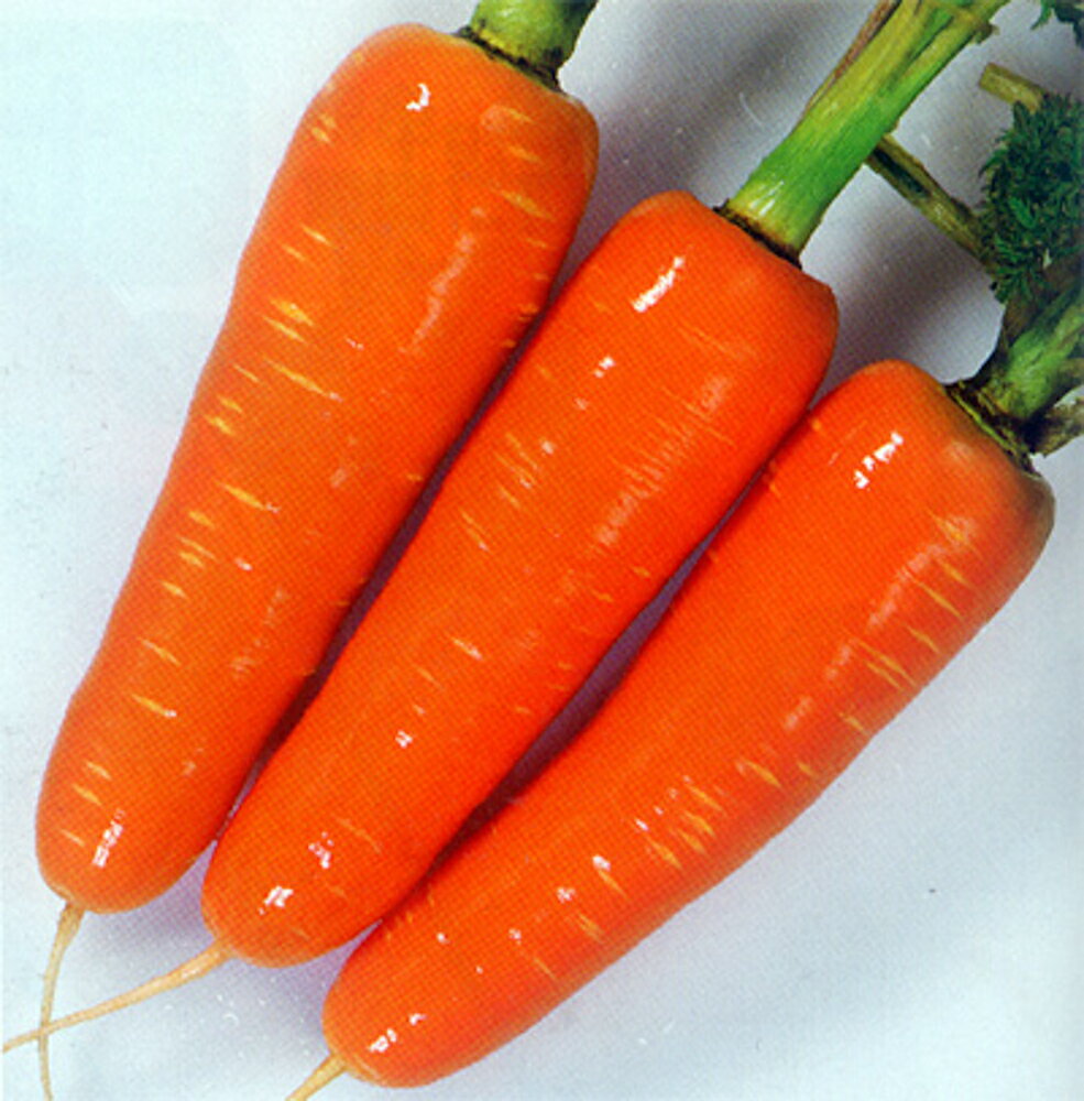 色鮮やか、越冬のパワーも十分