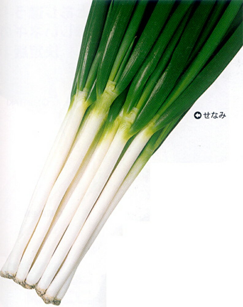 軟白部のテリ美しく市場性抜群