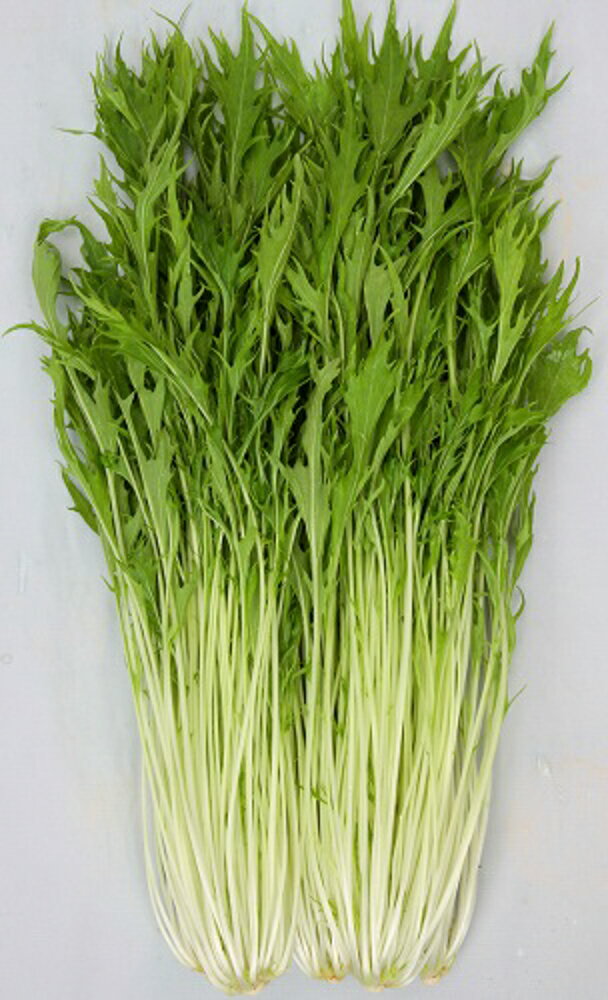 白さび病耐病性、秋〜春まき用、株張り・収量性良い水菜