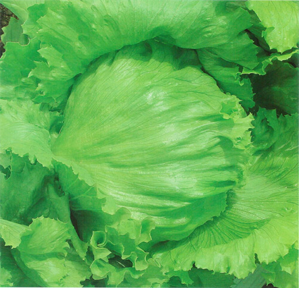 耐暑性抜群で病害に強い