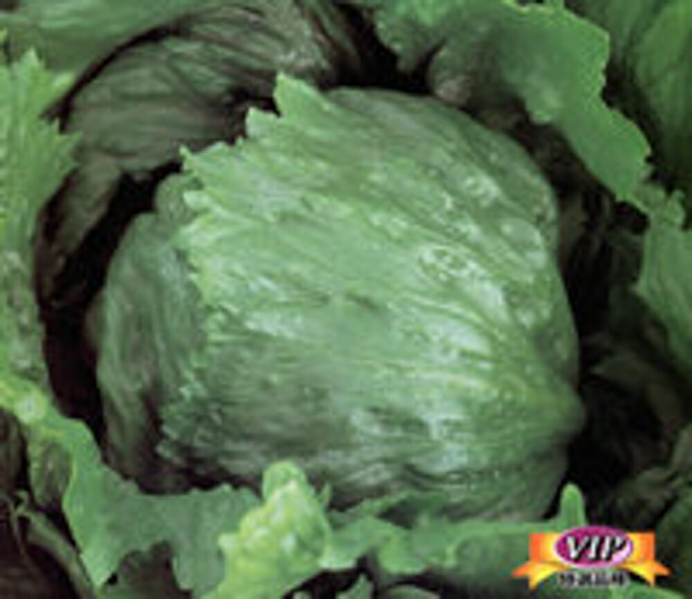 高秀品率の定番品種