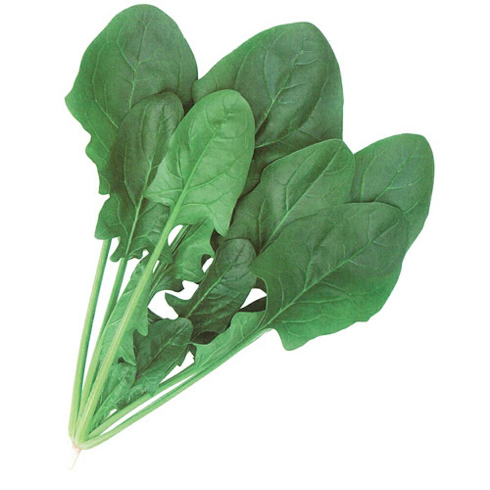 べと病抵抗性品種！秋冬栽培で威力を発揮！