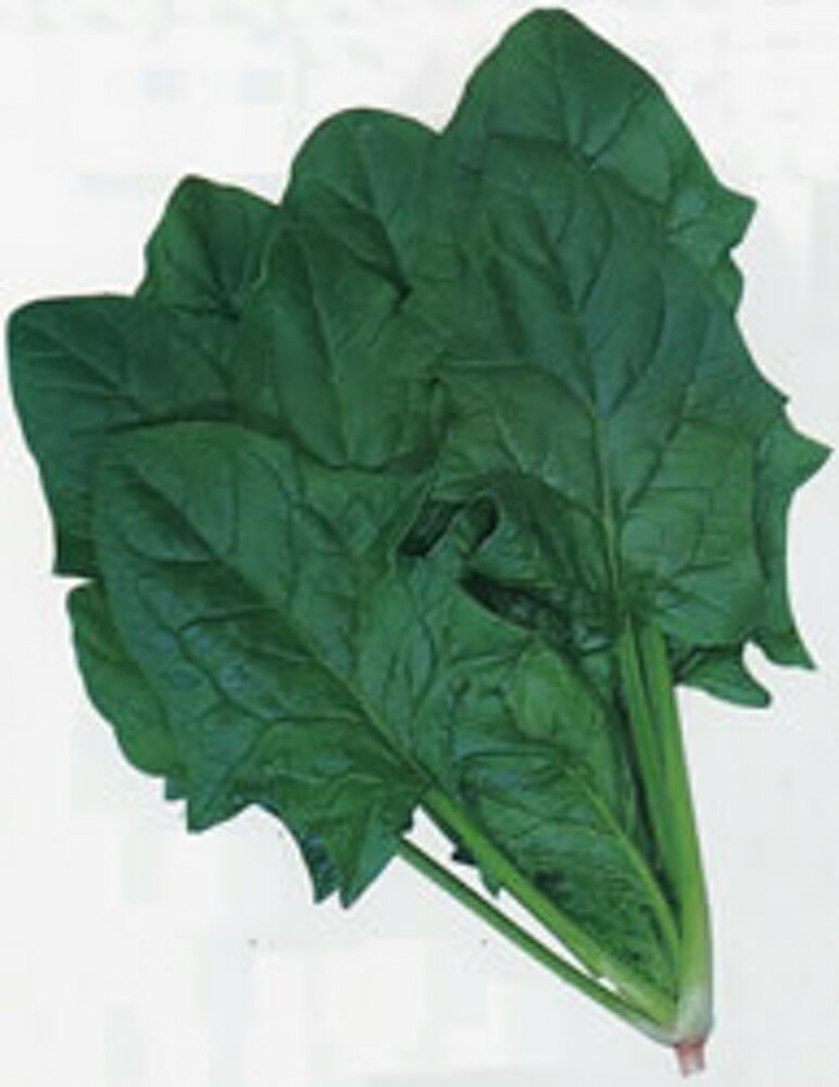 夏から春まき用、耐寒性強く、在圃性があるベト病抵抗性品種。