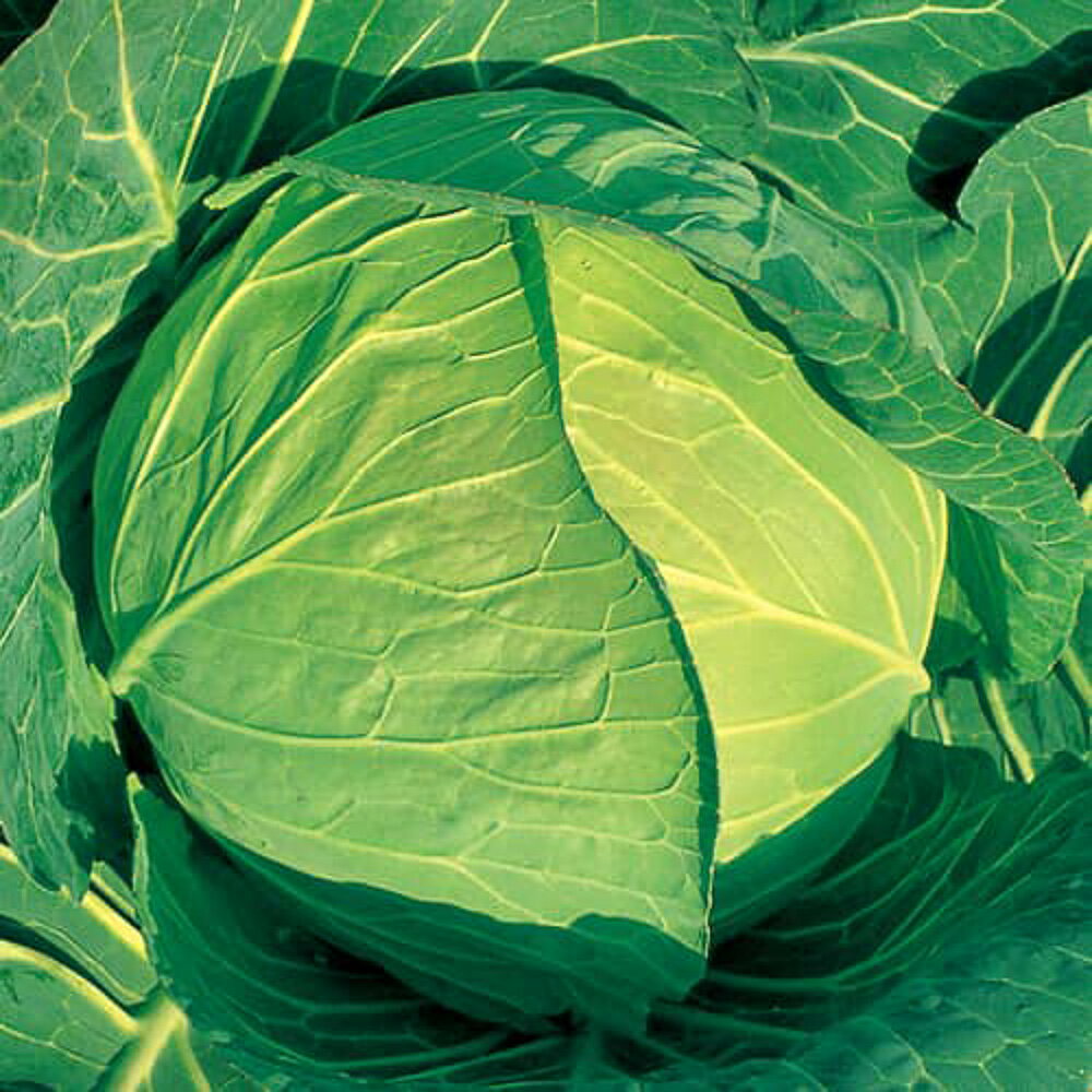 YR錦秋強力152の馬力型で、より耐寒性強く玉揃い良い