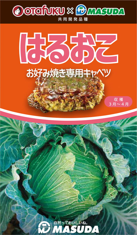 お好み焼き用キャベツ！在圃性高く緻密にしまる品種！