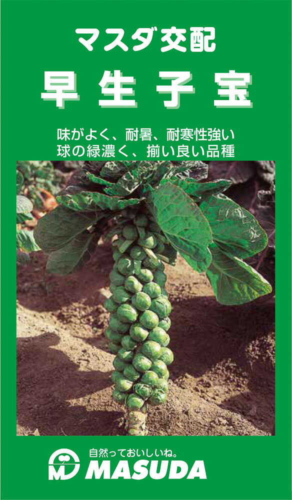 味が良く、耐暑、耐寒性強い球の緑濃く、揃い良い品種