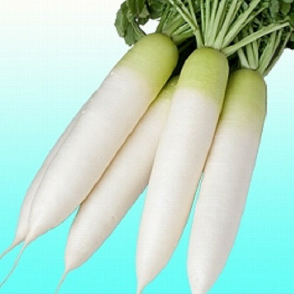 肌がきれいで抜きやすい。春どりダイコン