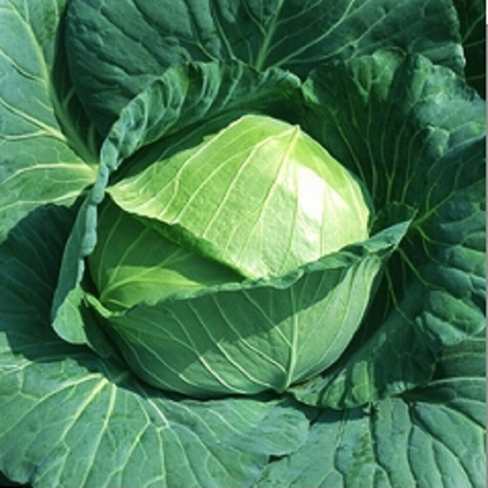 栽培しやすく、多収性早生種