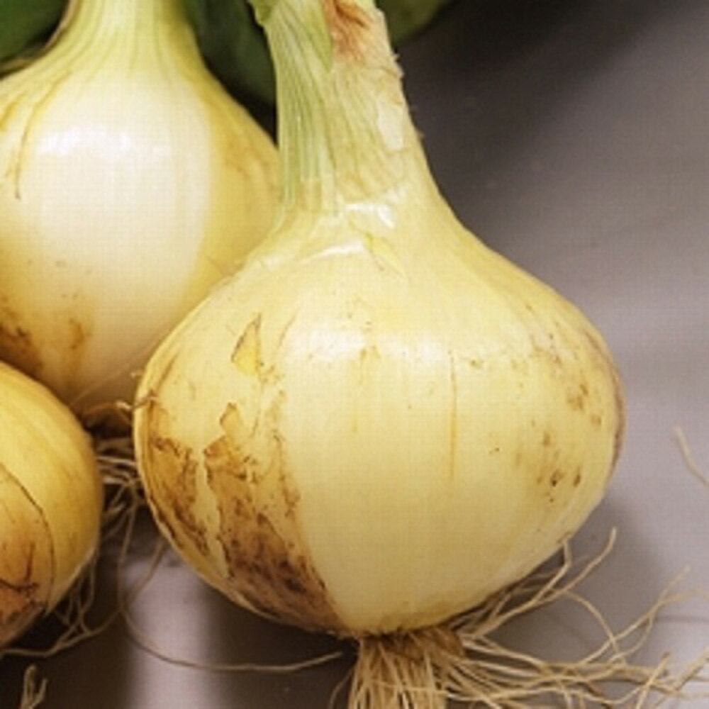 3月下旬どり甲高超極早生種