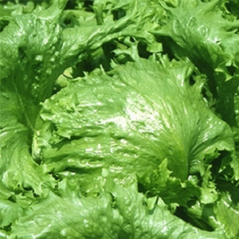 揃いが抜群、変形球の少ない早生優良種