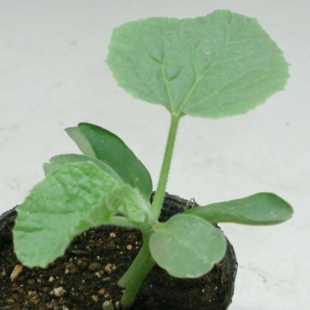 壊疽斑点病に耐病性強で、つる割病に強いメロン台木