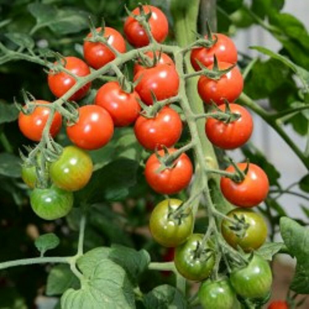 TY小鈴に斑点病耐病性を付与したミニトマト