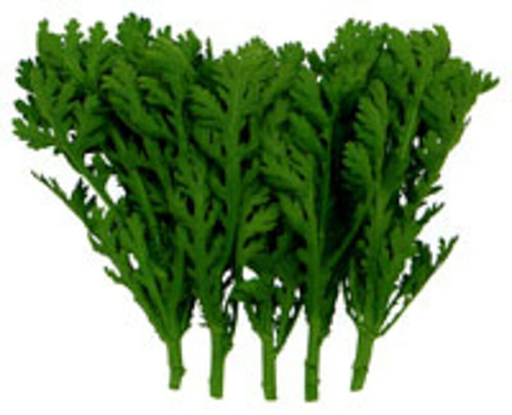 側枝発生の多い摘みとり種