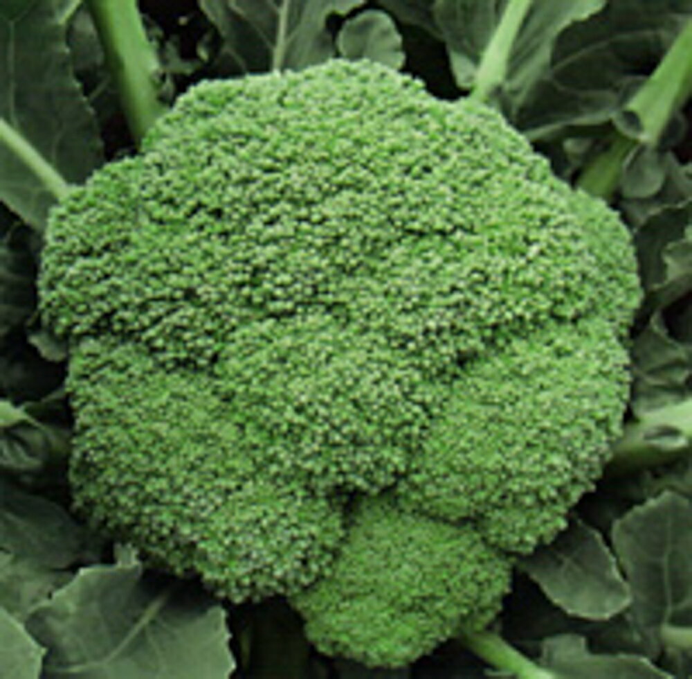 適応幅が広く、濃緑で高品質