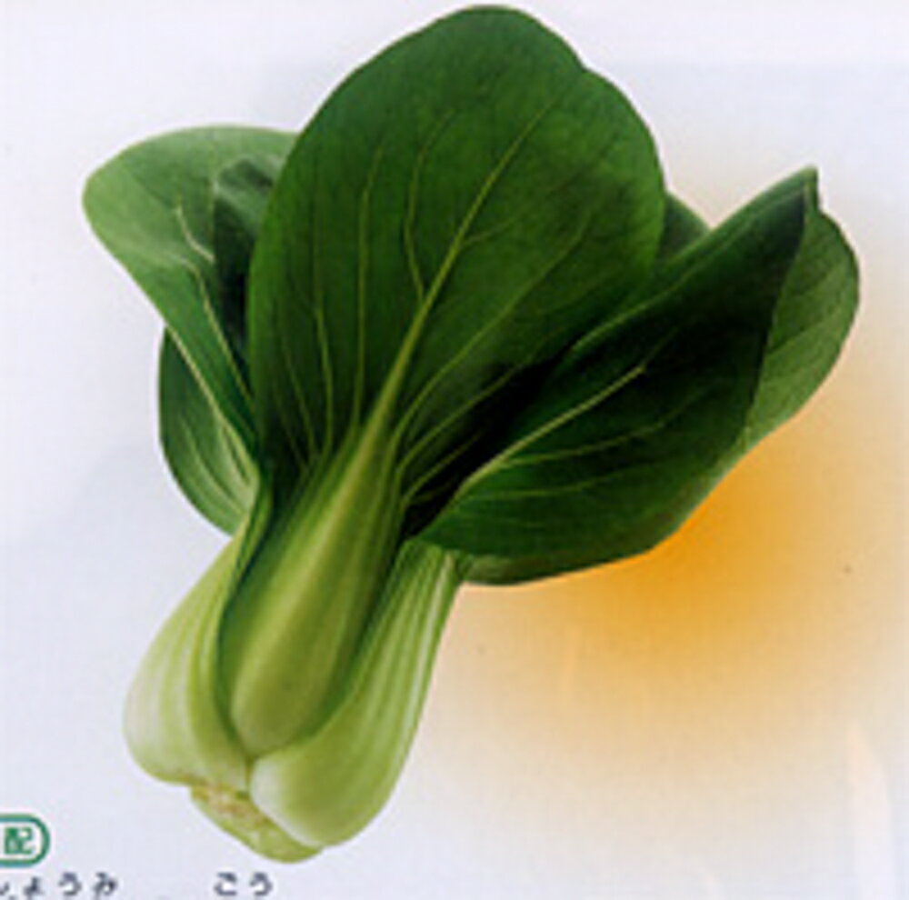 節間伸長少なく、形状のよい夏蒔き品種。草姿は立性で葉型は円形で夏賞味よりも大きめである。