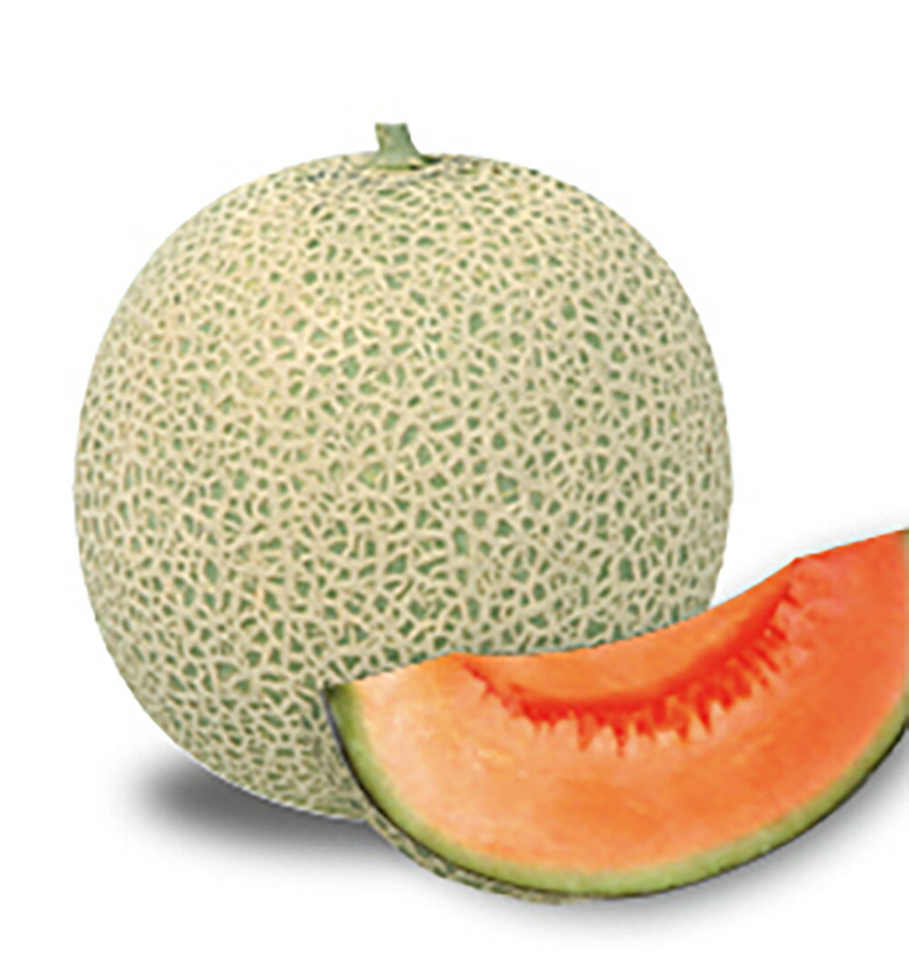 肥大性に優れ、ネットが美しい！トンネル栽培向け赤肉ネットメロン！