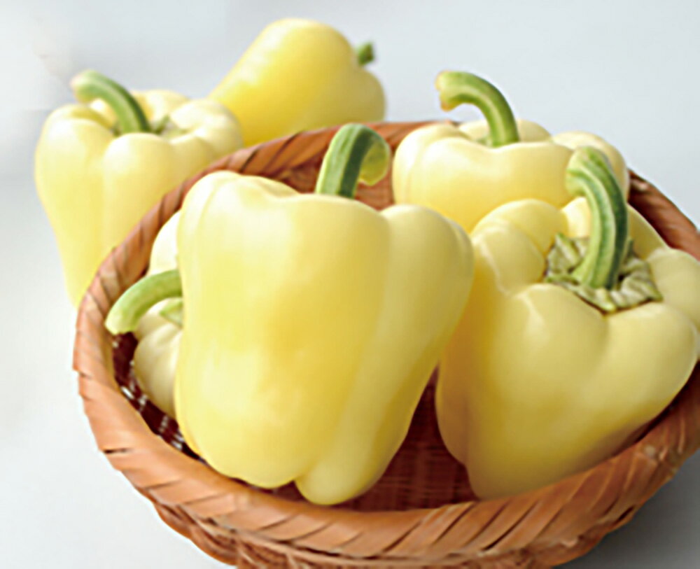 栽培容易で高糖度の白色種