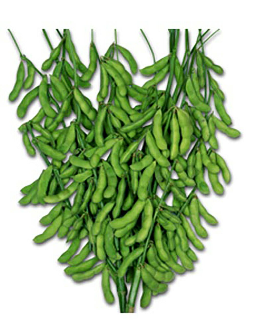 品質本位の早生エダマメ