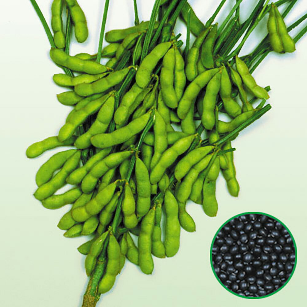 黒豆の早生枝豆で、芳香と甘さがあり食味最高。